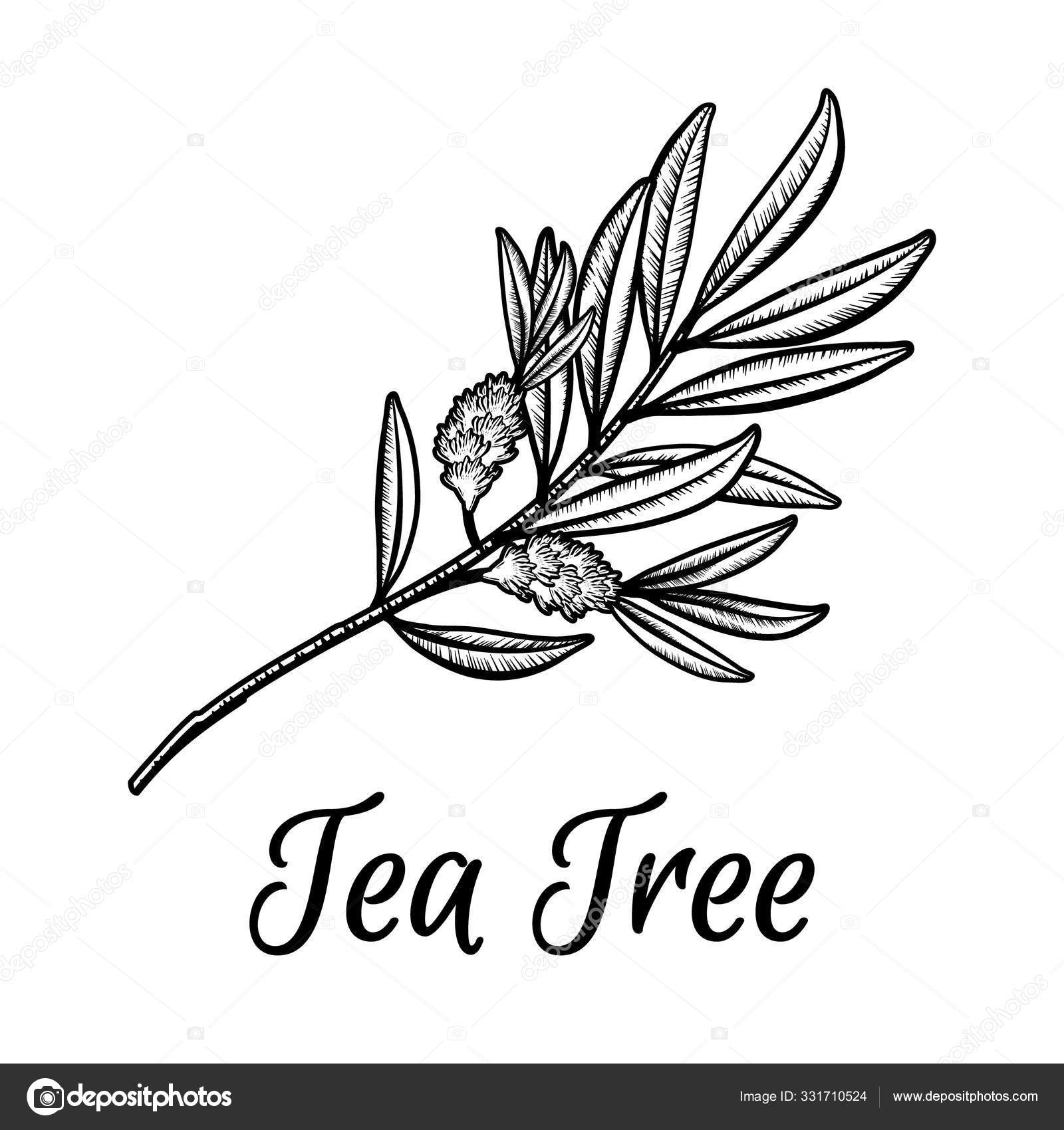 Tea tree branch with flowers and leaves. Malaleuca or tea tree engraved ...