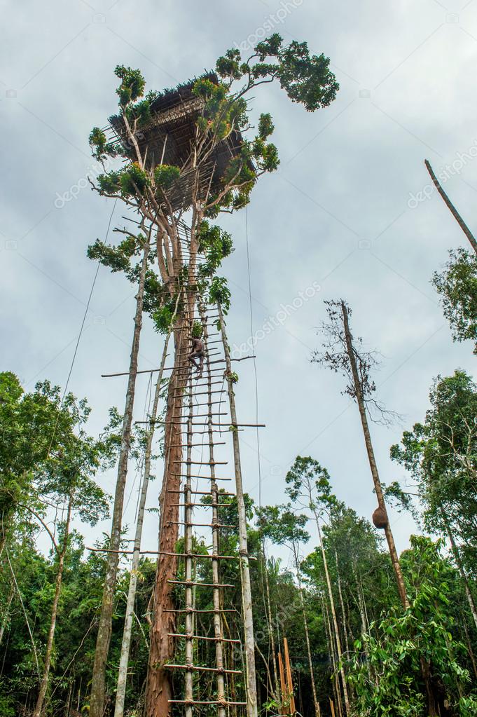 Korowai Tribe Tree Houses