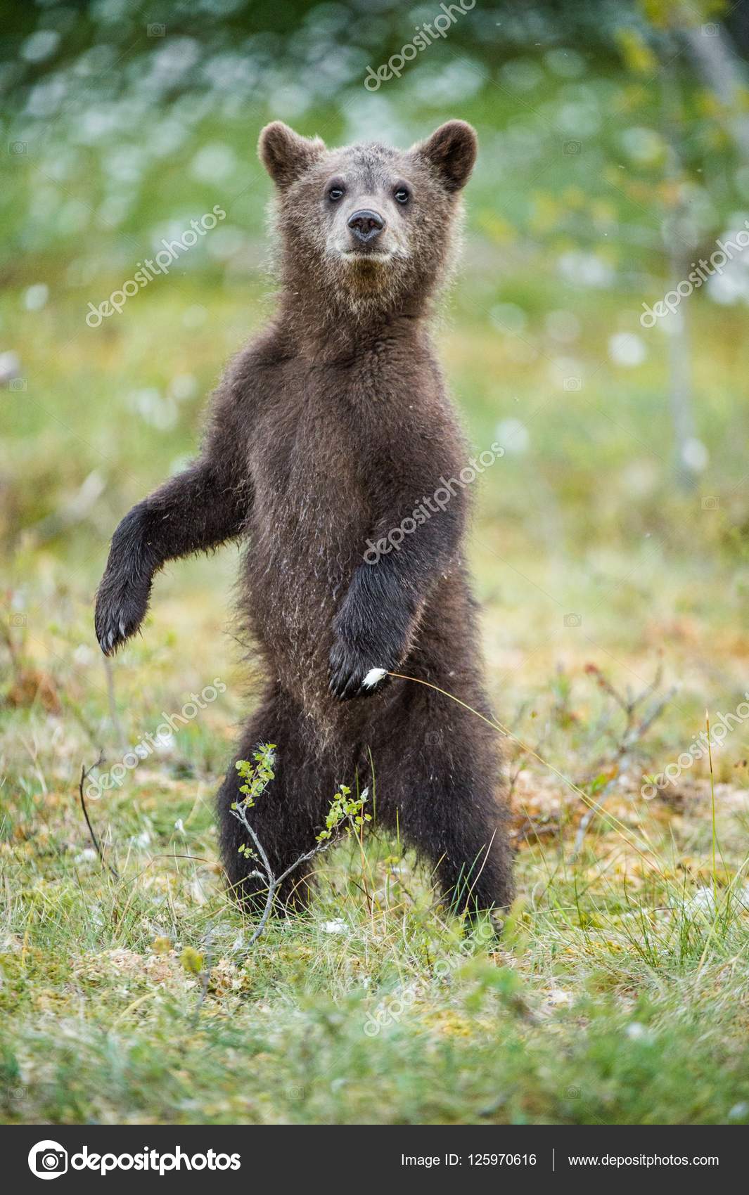 Brown Bears Standing Up