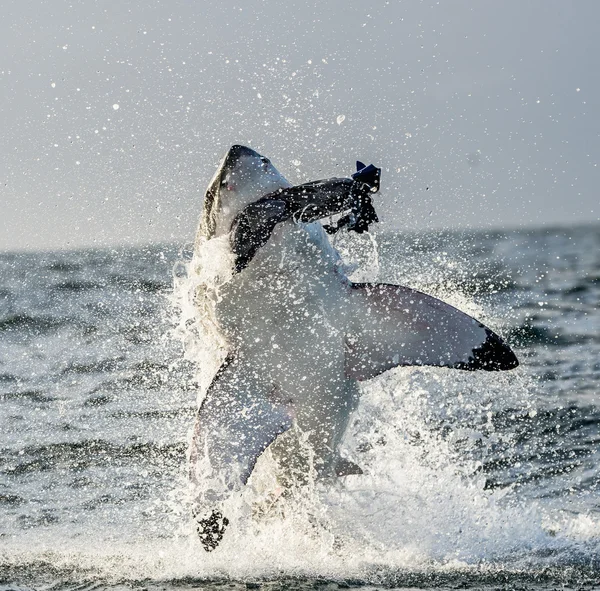 Great White Shark - Stock Image - Everypixel