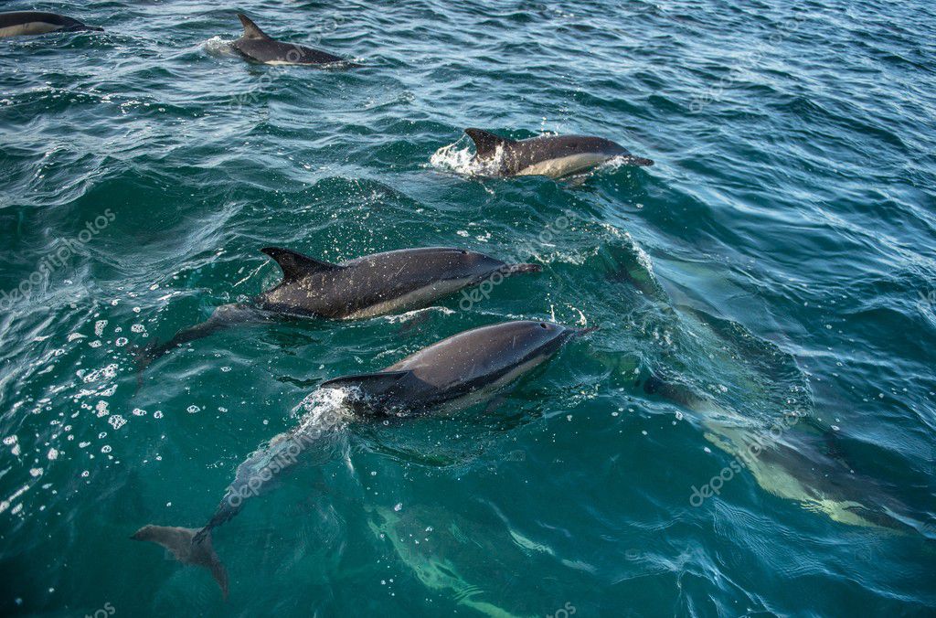 Group of dolphins swimming in the ocean Stock Photo by ©SURZet 126108032