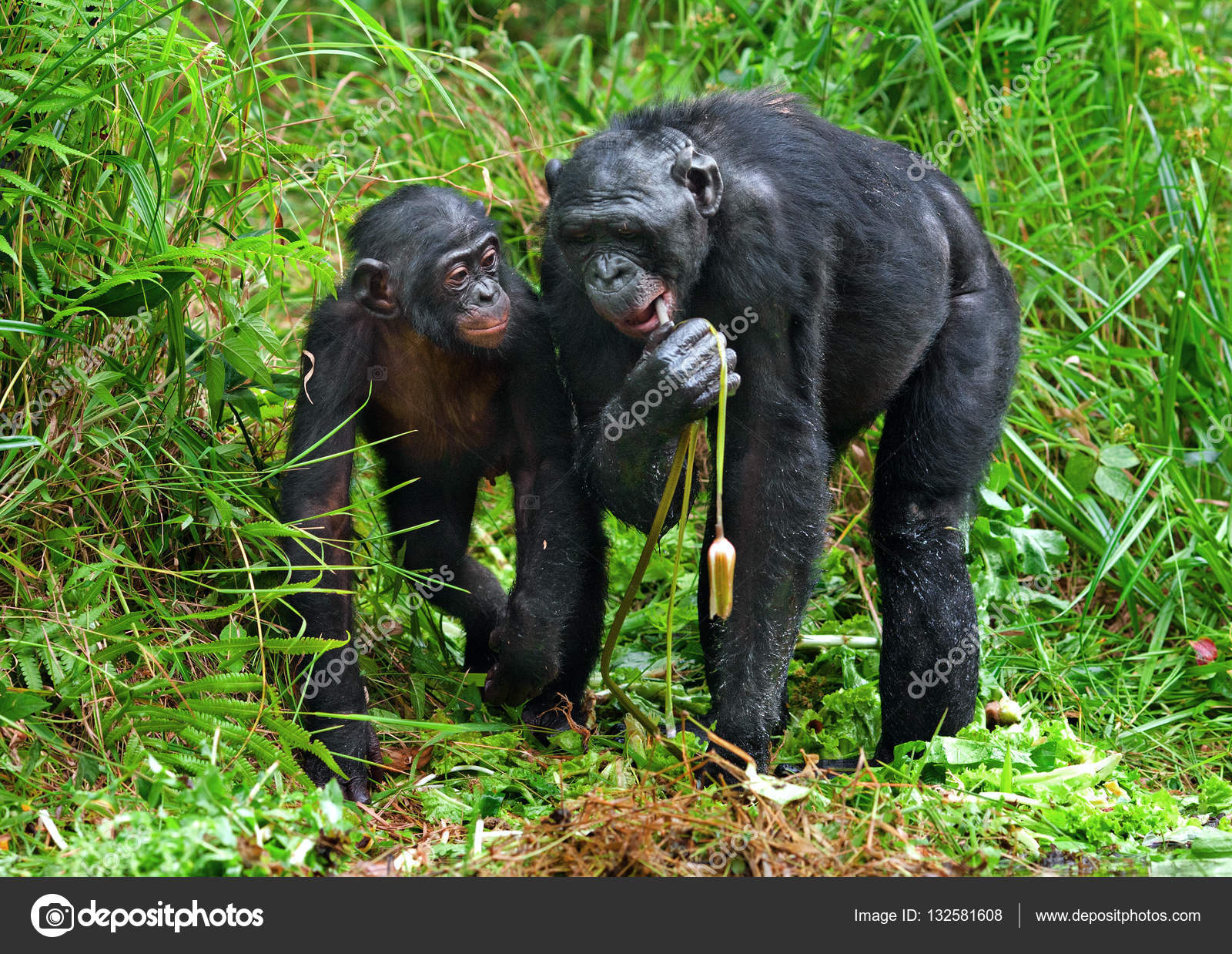 Bonobos and lily, called pygmy chimpanzee Stock Photo by ©SURZet 132581608