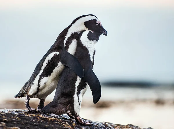 Fotos de Beijo de pinguim, Imagens de Beijo de pinguim sem royalties ...