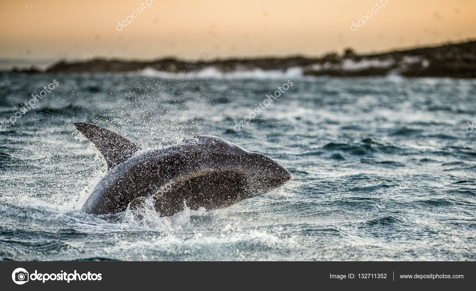 Great White Shark breaching in an attack Stock Photo by ©SURZet 132711352
