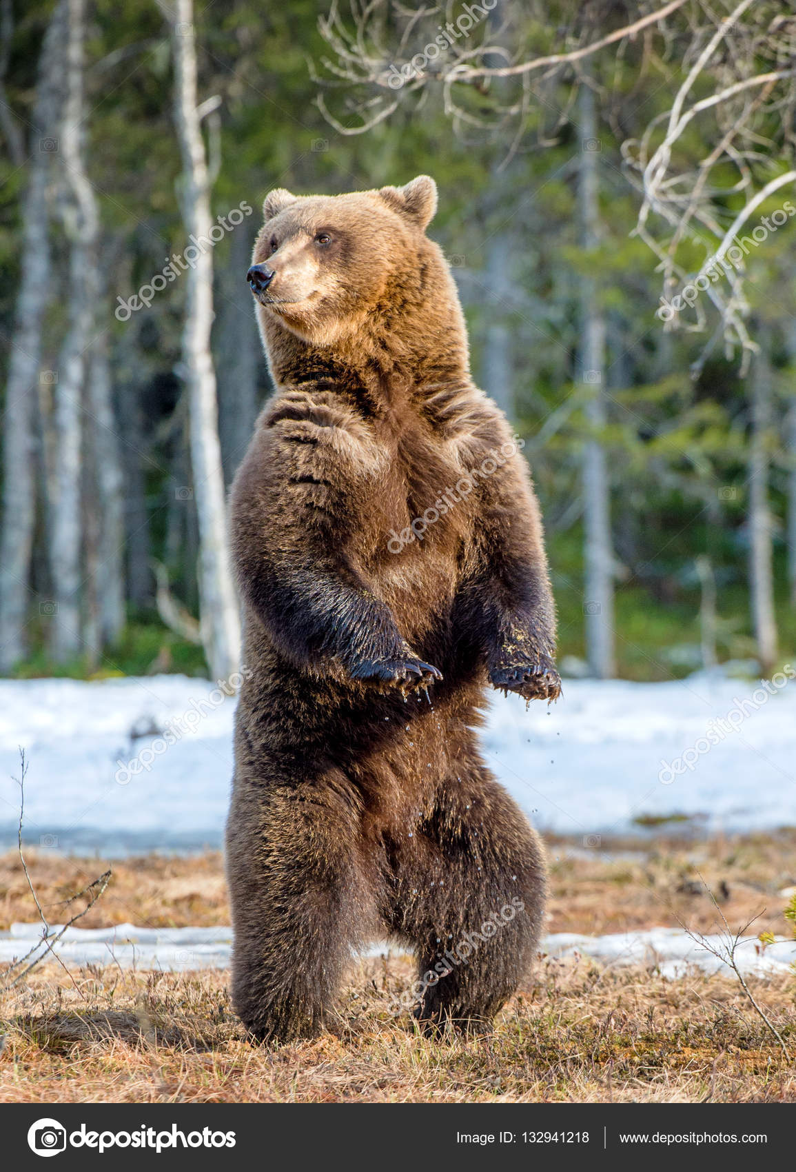 Oso marrón de pie en las patas traseras — Foto de stock #132941218 © SURZet