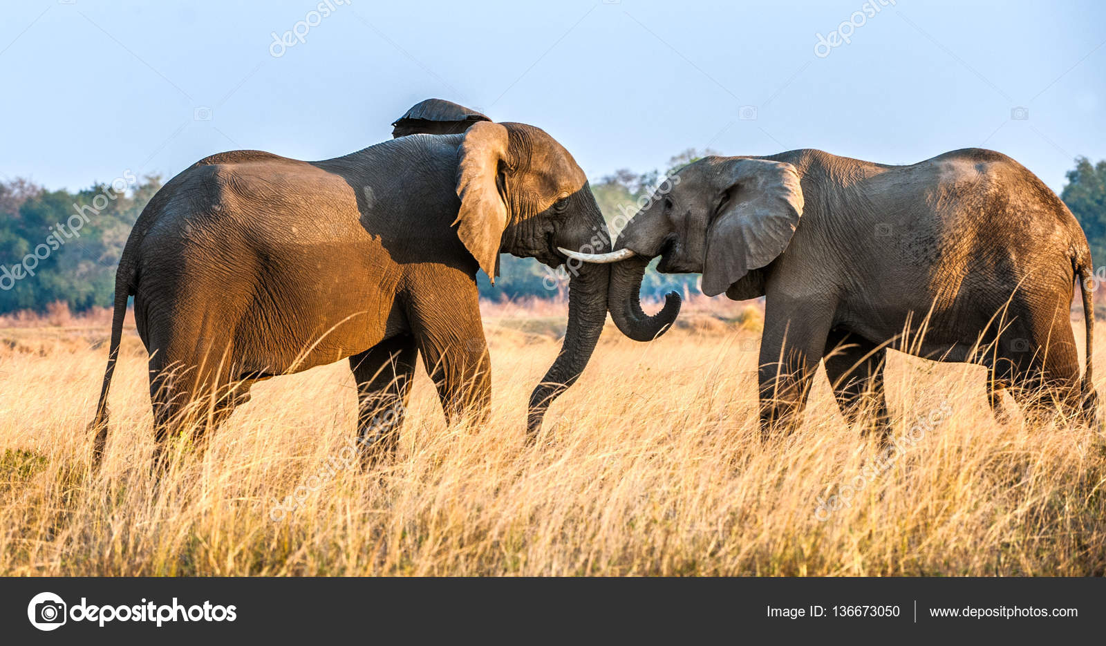 Fighting African elephants — Stock Photo © SURZet #136673050