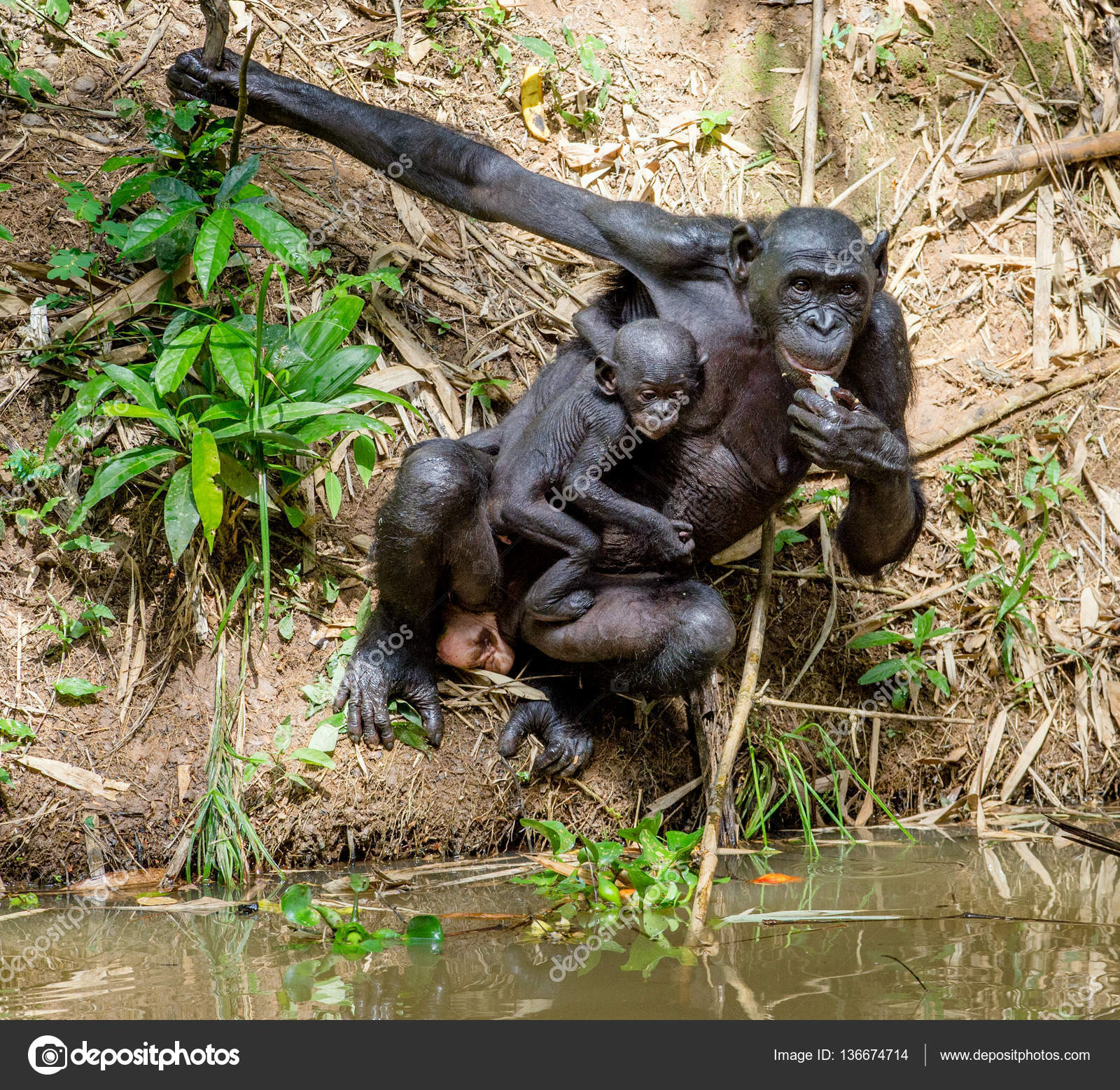 Bonobo in natural habitat Stock Photo by ©SURZet 136674714