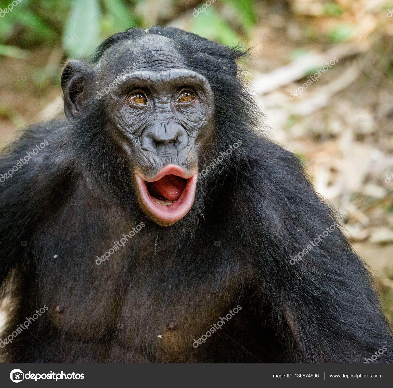 Bonobo in natural habitat — Stock Photo © SURZet #136674996