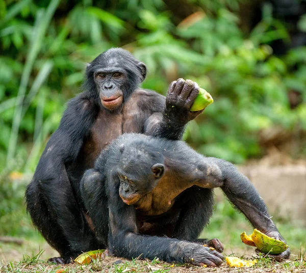 Mother and Cub of Bonobo in natural habitat Stock Photo by ©SURZet ...