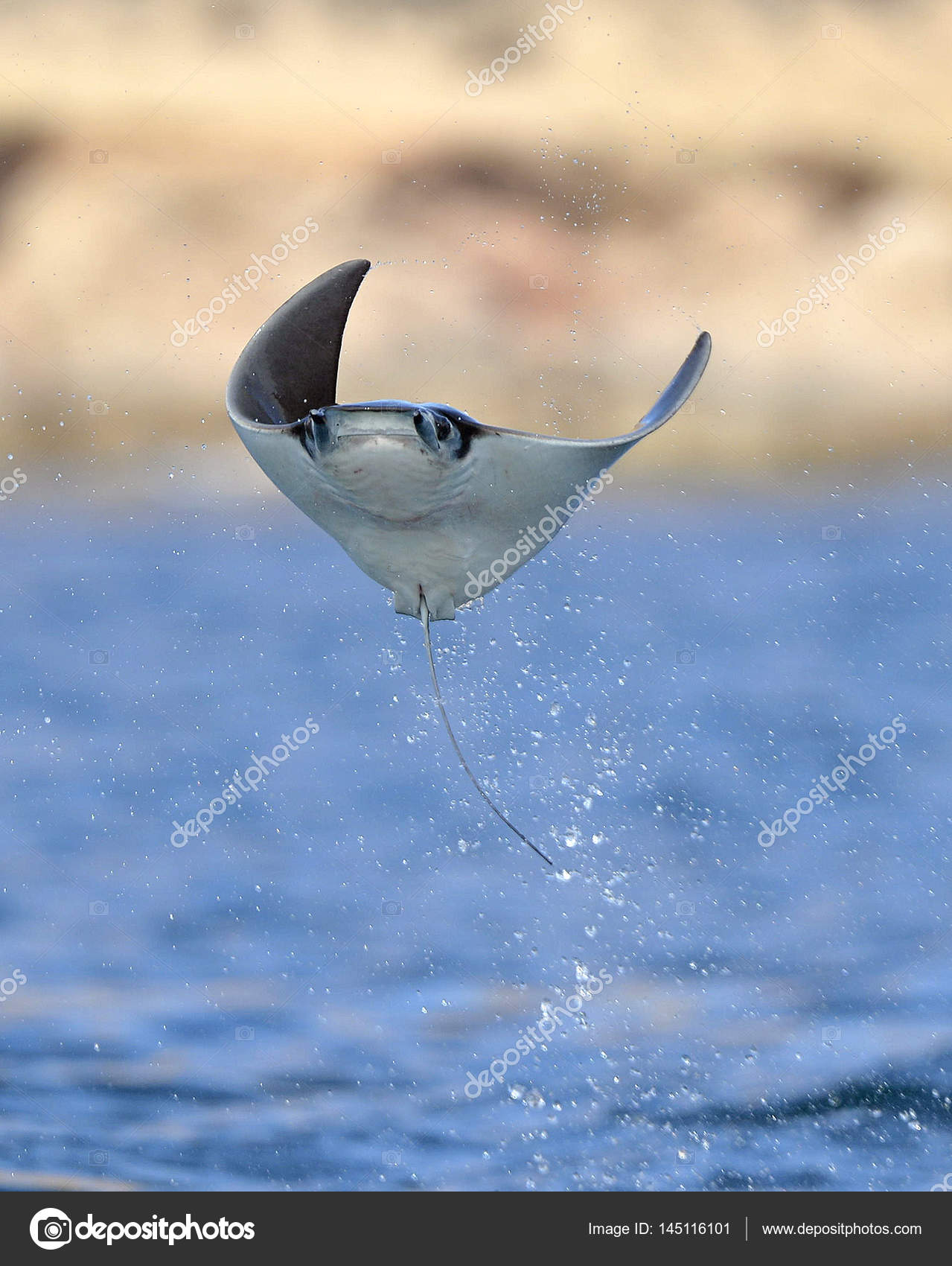 Mobula ray jumping out of water Stock Photo by ©SURZet 145116101