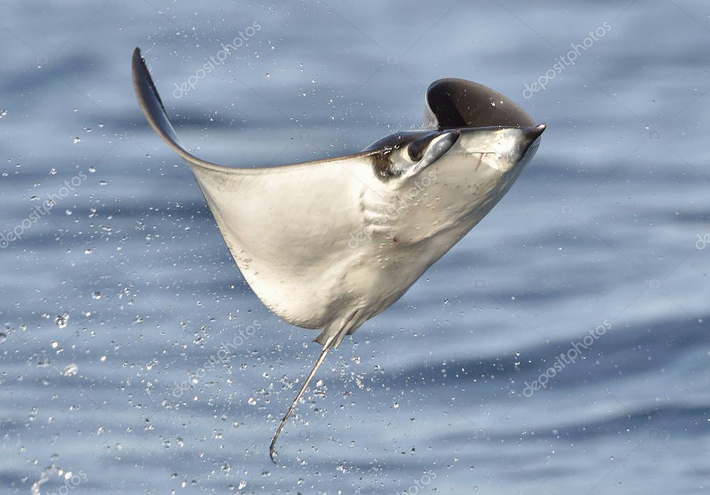 Mobula ray jumping out of water — Stock Photo © SURZet #145115225