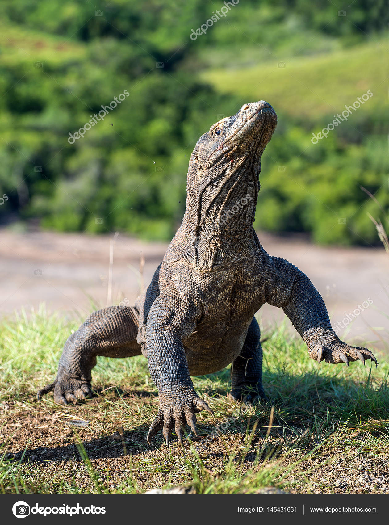 Komodo Dragons Claws