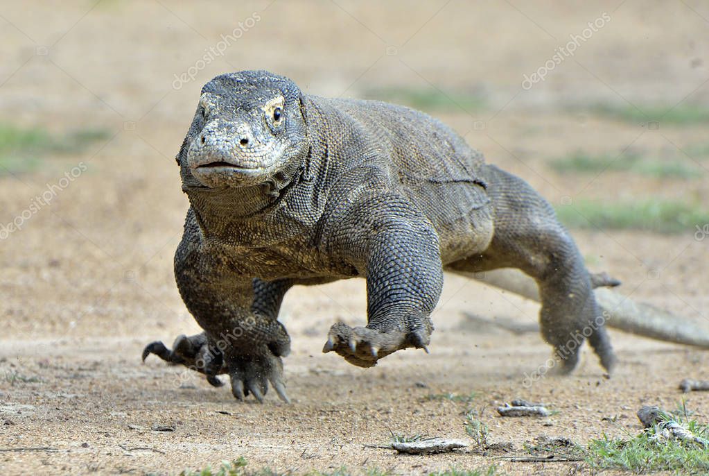 Dragón de Komodo (Varanus komodoensis 2023