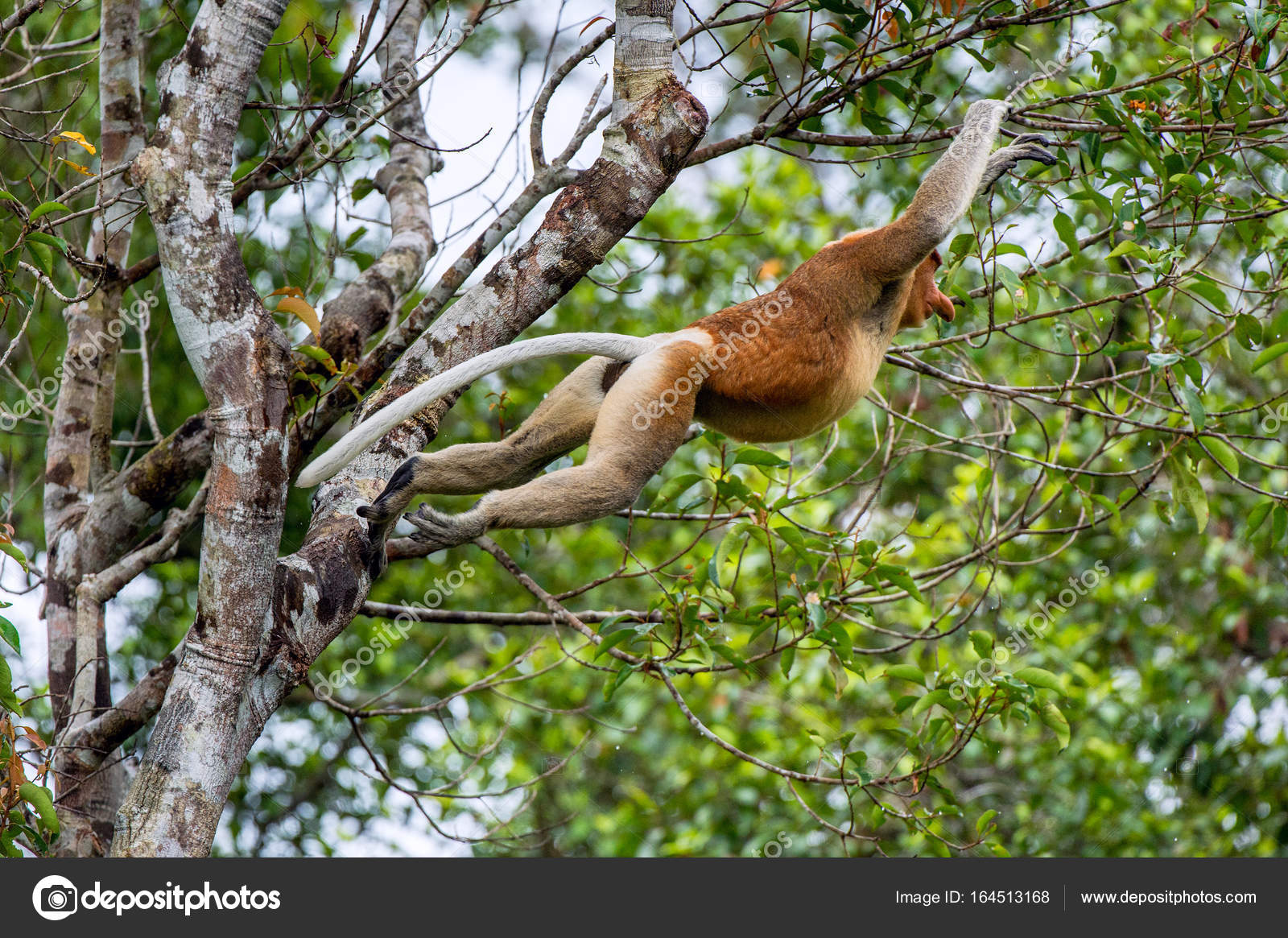Monkeys Jumping In Trees