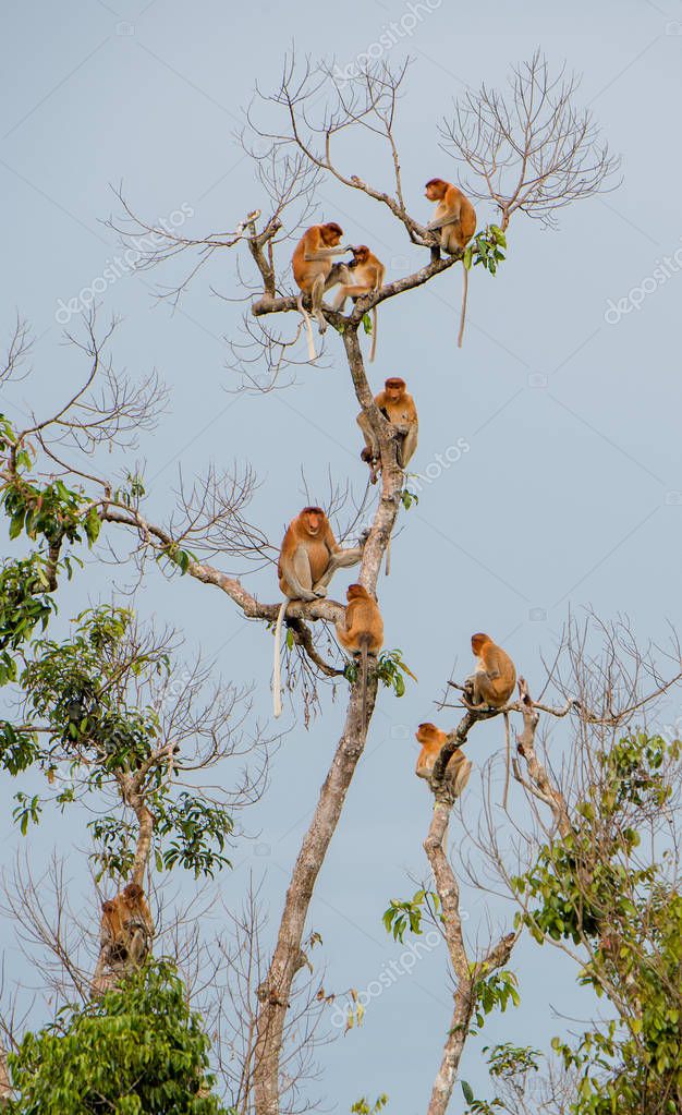 Familia de monos prob scis sentados en el rbol 2024