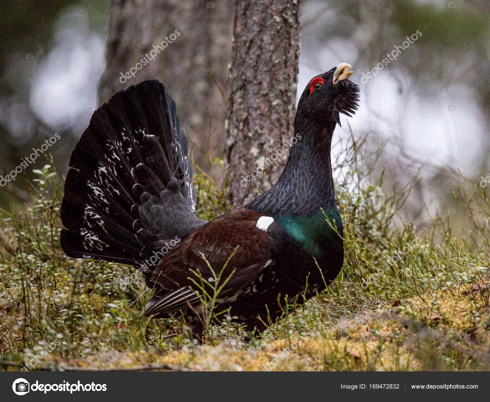 Lekking Capercaillie male in spring fores Stock Photo by ©SURZet 169472832