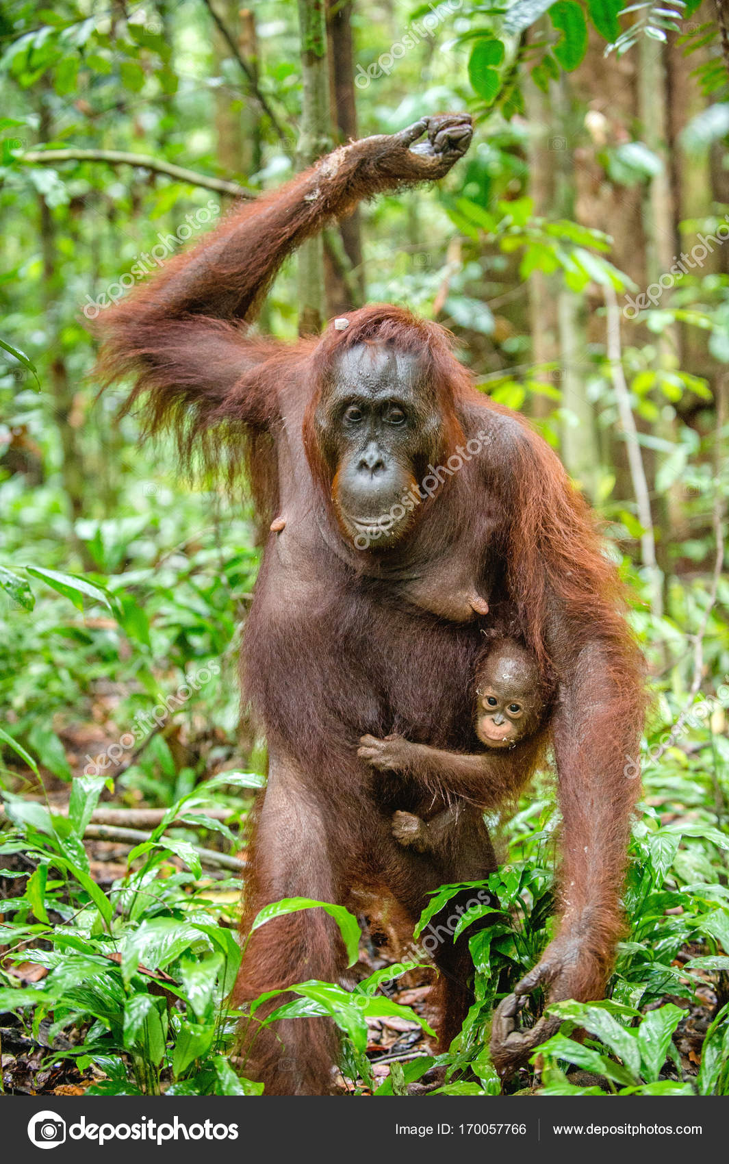 Baby orangutan on mother's back — Stock Photo © SURZet #170057766