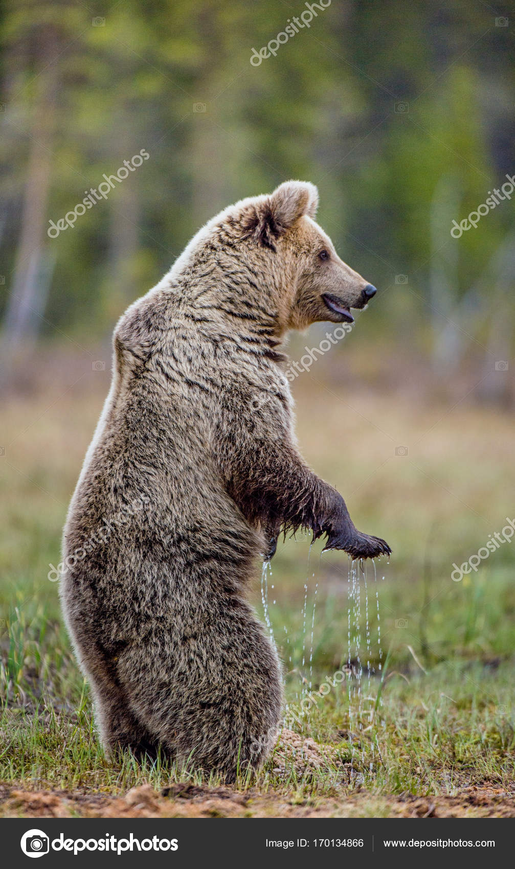Brown Bear Standing