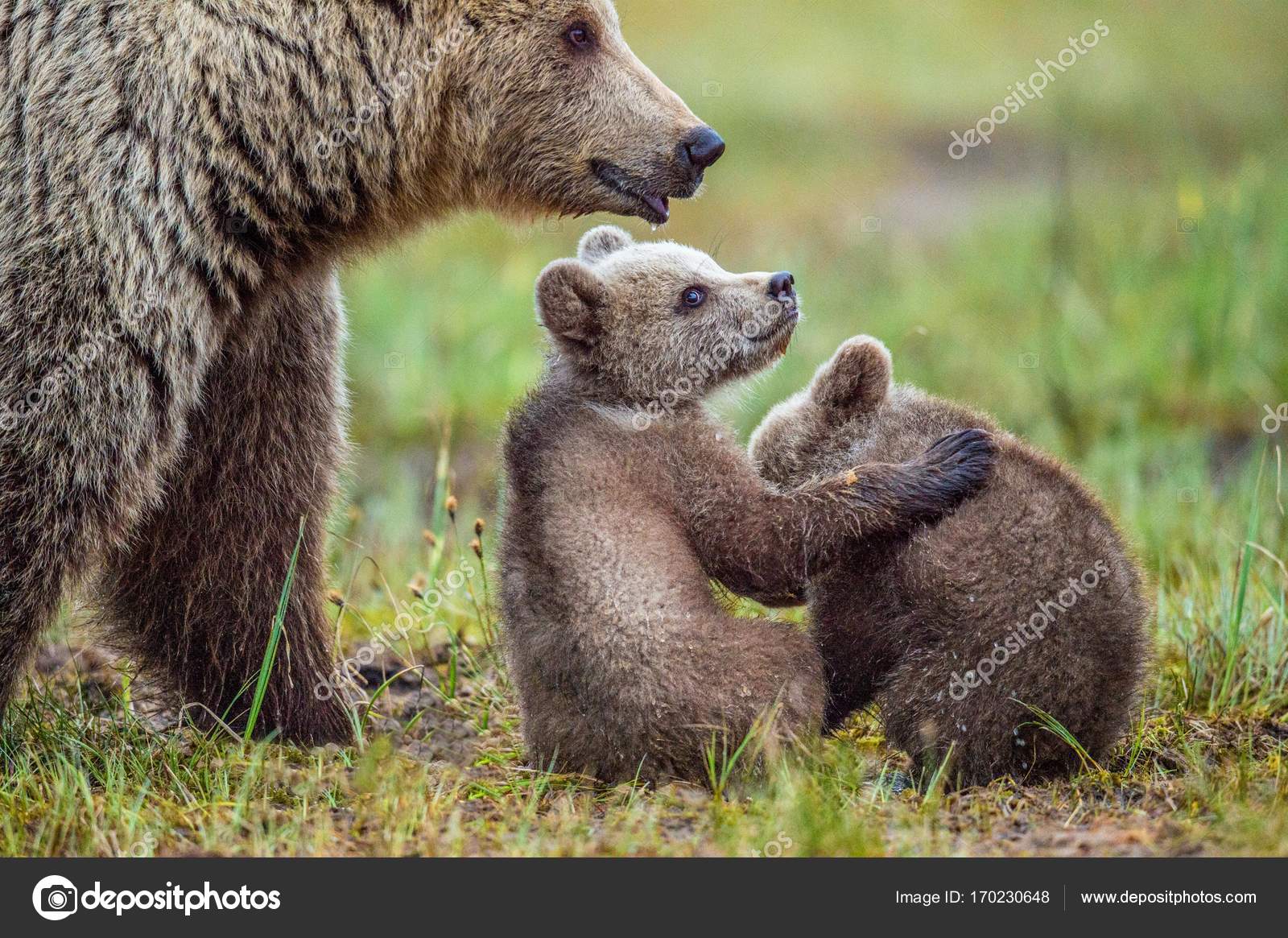 Oso Pardo Y Cachorros Oso Grizzly: Características, Habitat, Dieta
