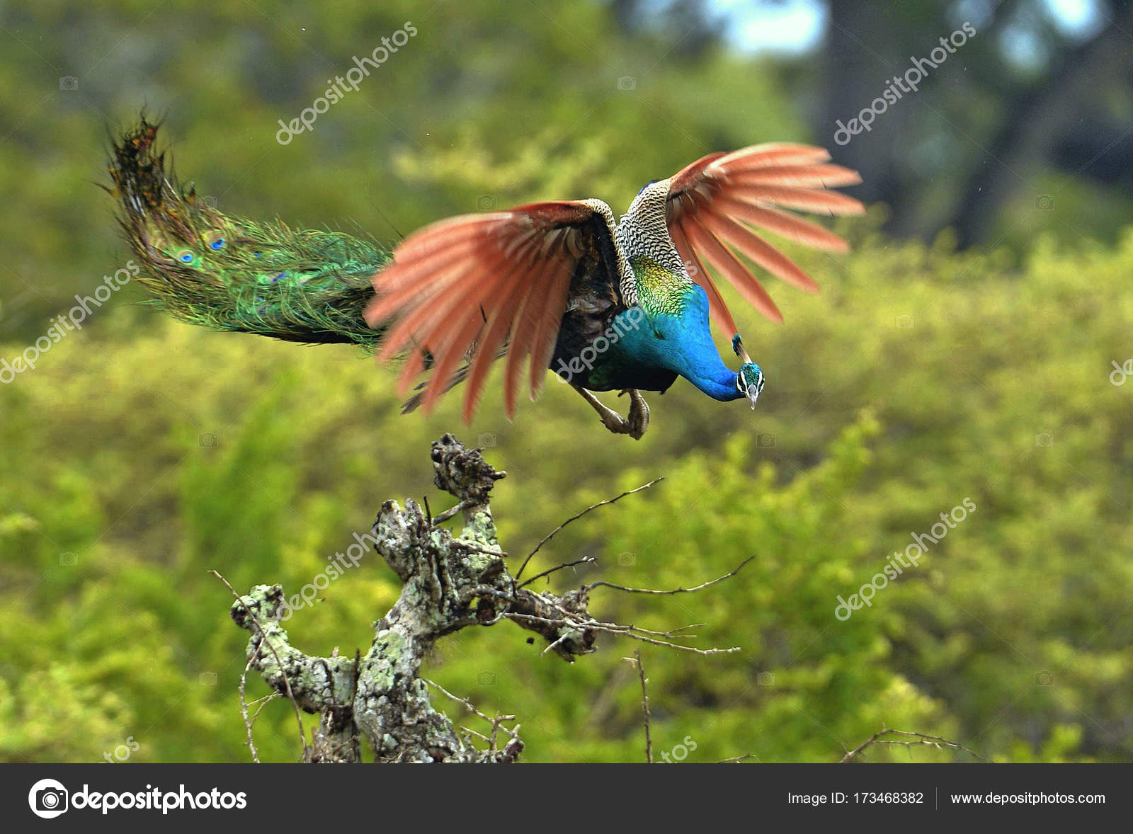 Fotos De Pavao Voador Página 2 Mais De 300.000 Imagens Grátis De
