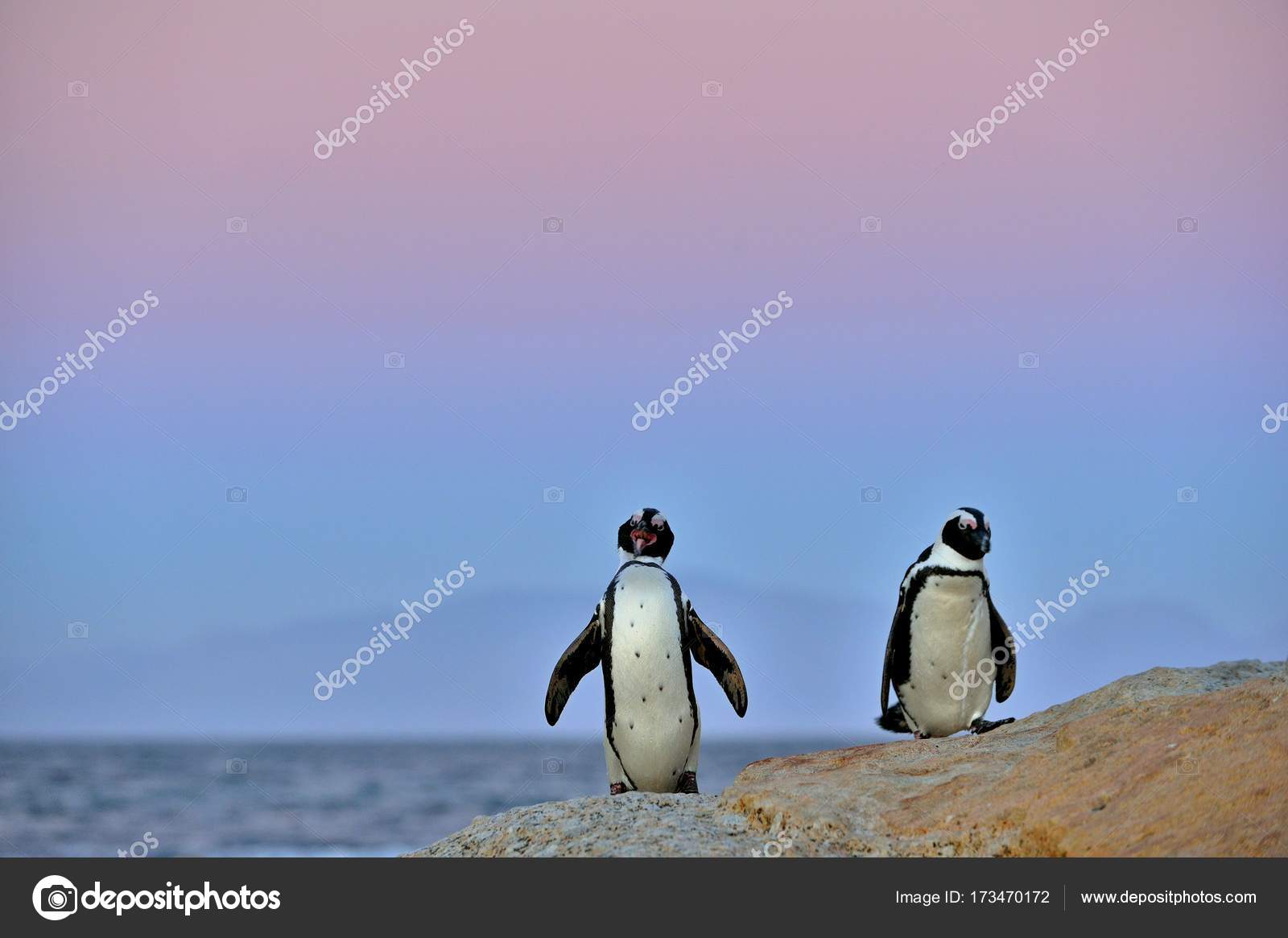 African penguins go ashore — Stock Photo © SURZet #173470172