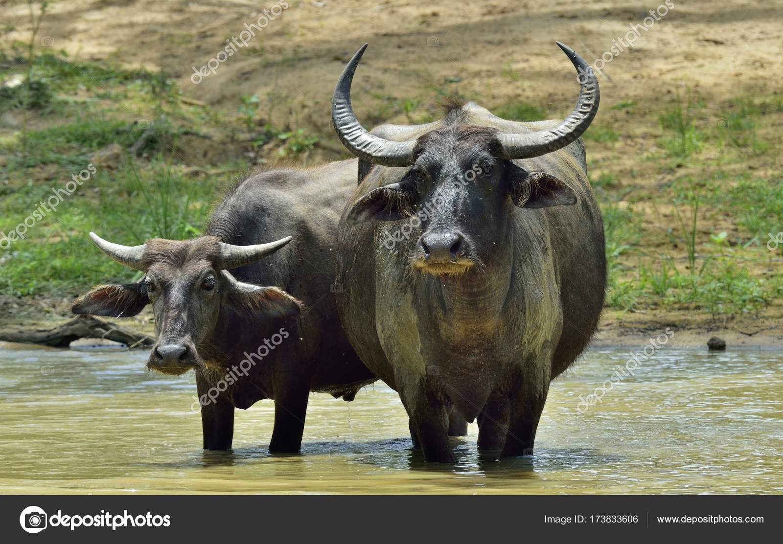 Female Water Buffalo