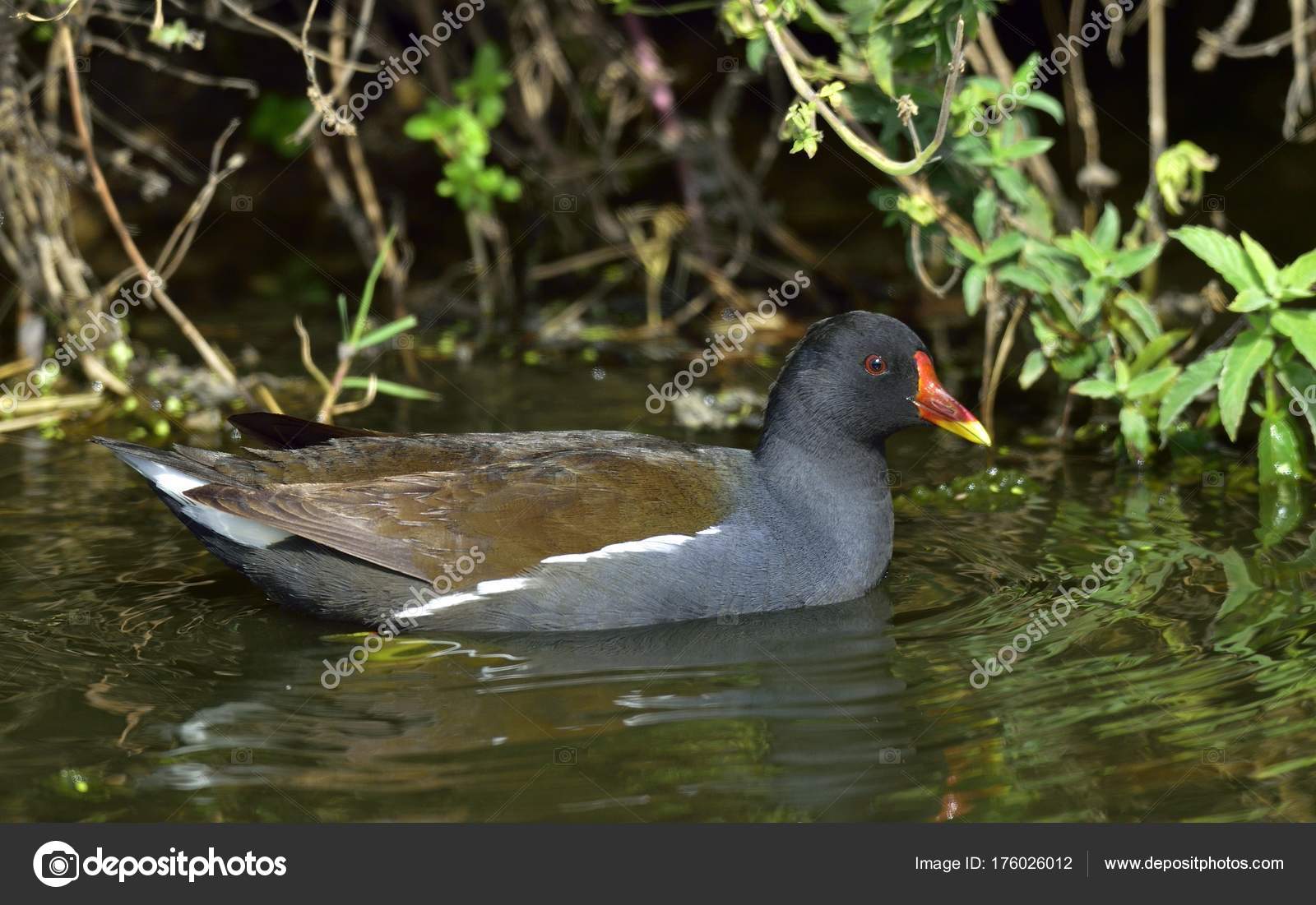 Common Moorhen Gallinula Chloropus Also Known Waterhen Swamp Chicken ...