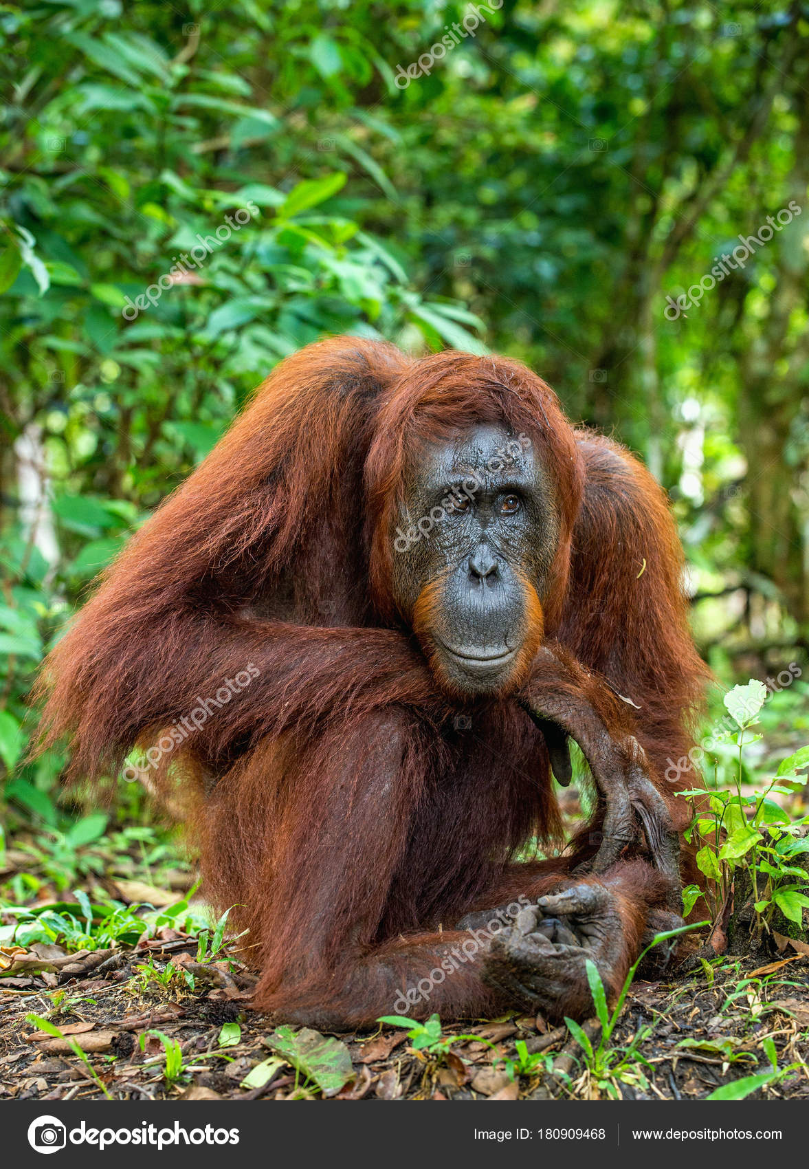 Close Portrait Bornean Orangutan Pongo Pygmaeus Wild Nature Central ...