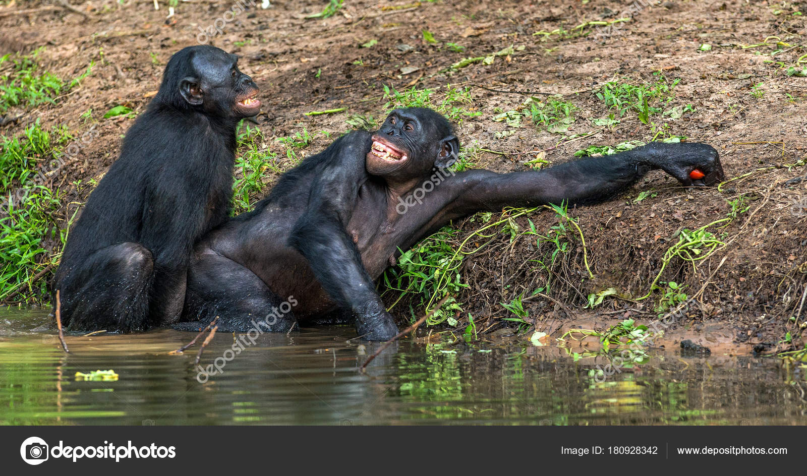 Mating Monkeys Human Style
