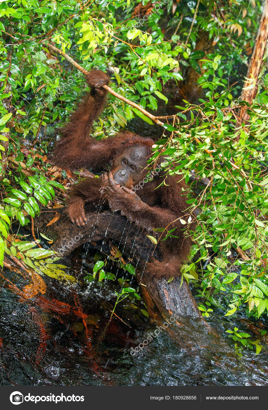 Orangutan Drinking Water River Jungle Central Bornean Orangutan Pongo ...