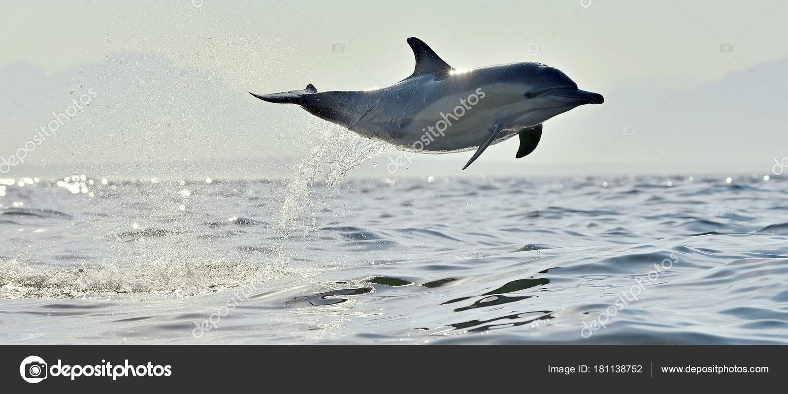 Dolphin Swimming Ocean Dolphin Swim Jumping Water Long Beaked Common ...