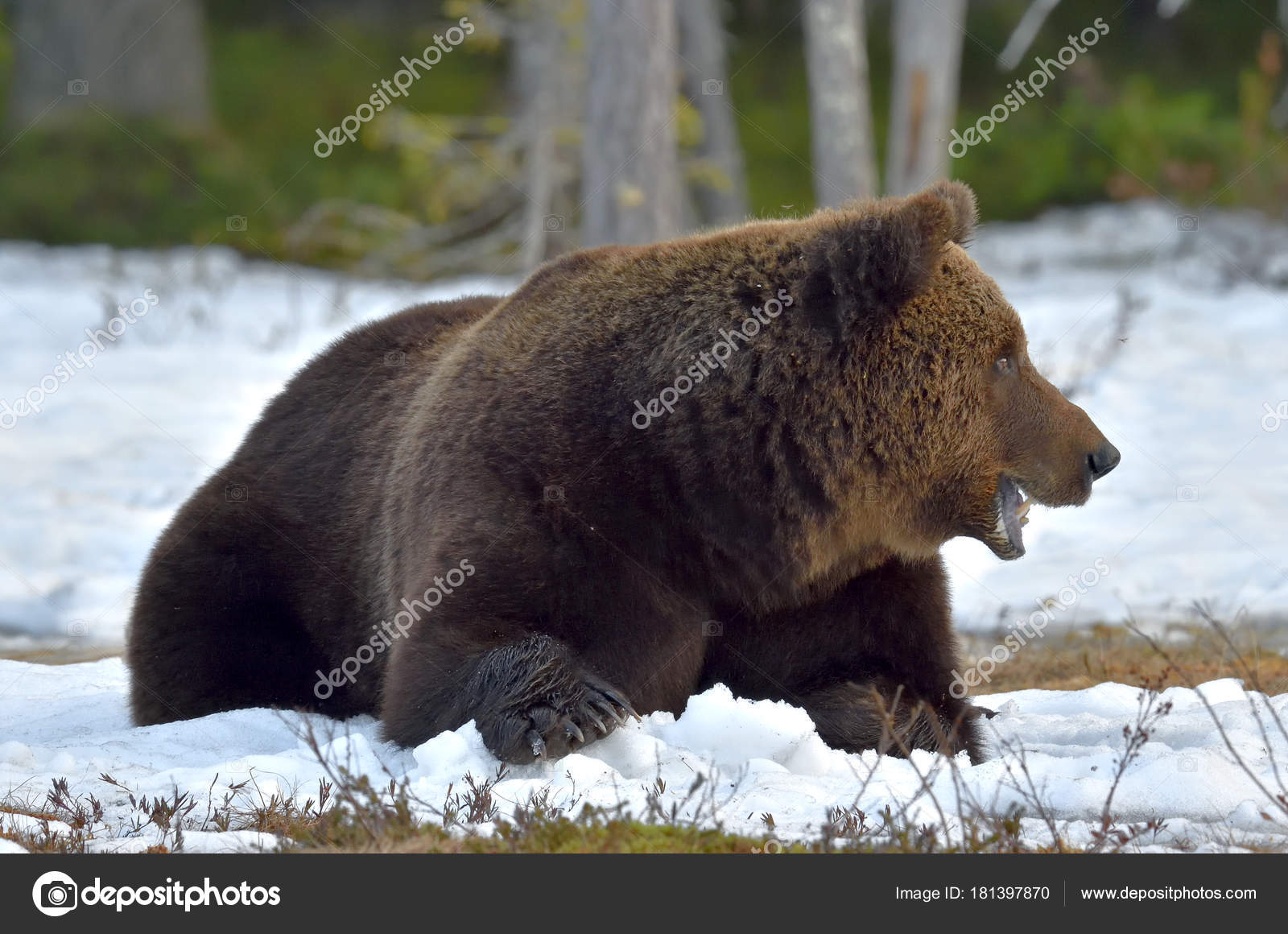 Wild Brown Bear Spring Forest European Brown Bear Ursus Arctos Stock ...