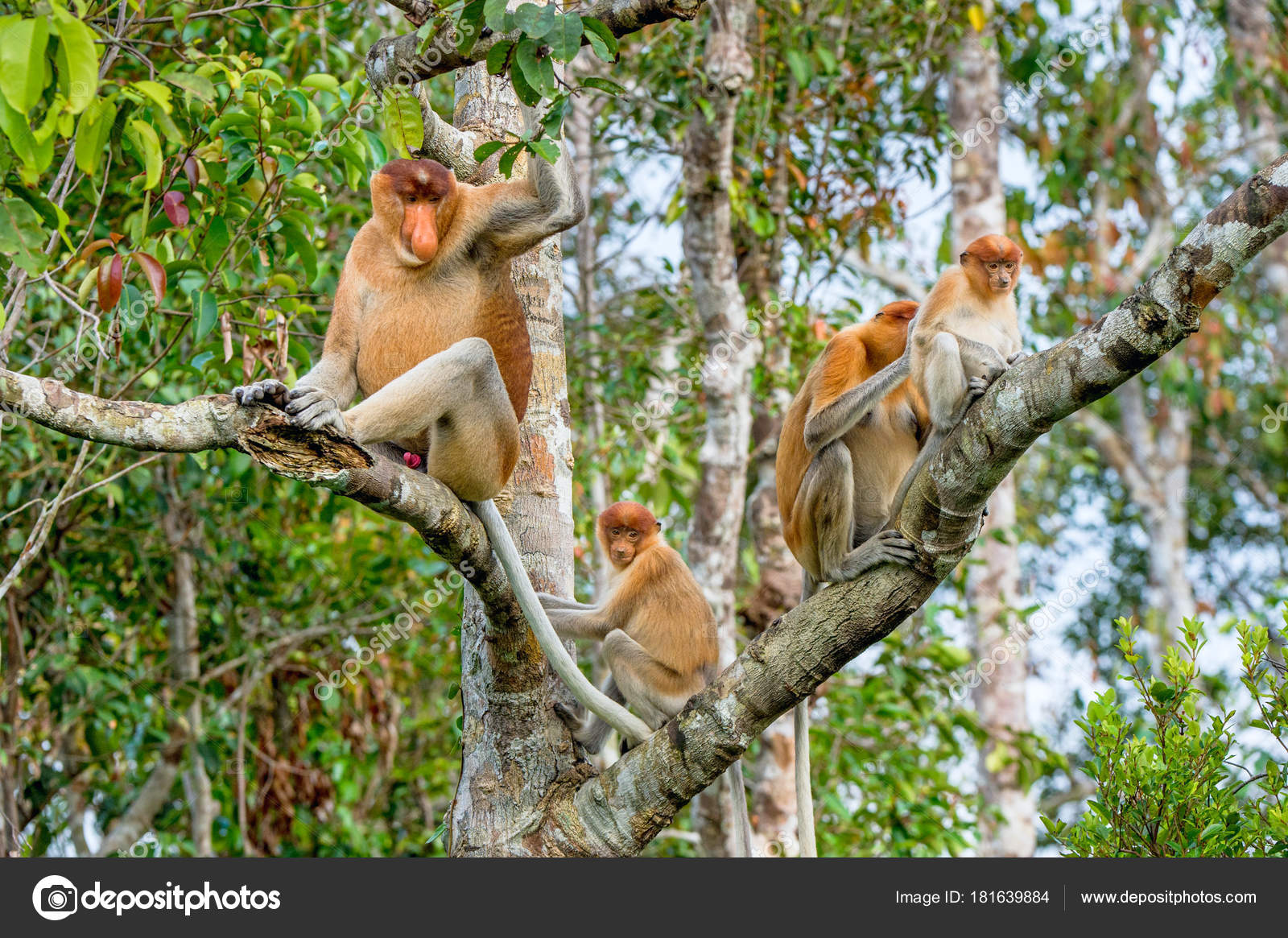 Familia Monos Probóscis Sentados Árbol Selva Verde Salvaje Isla Borneo ...