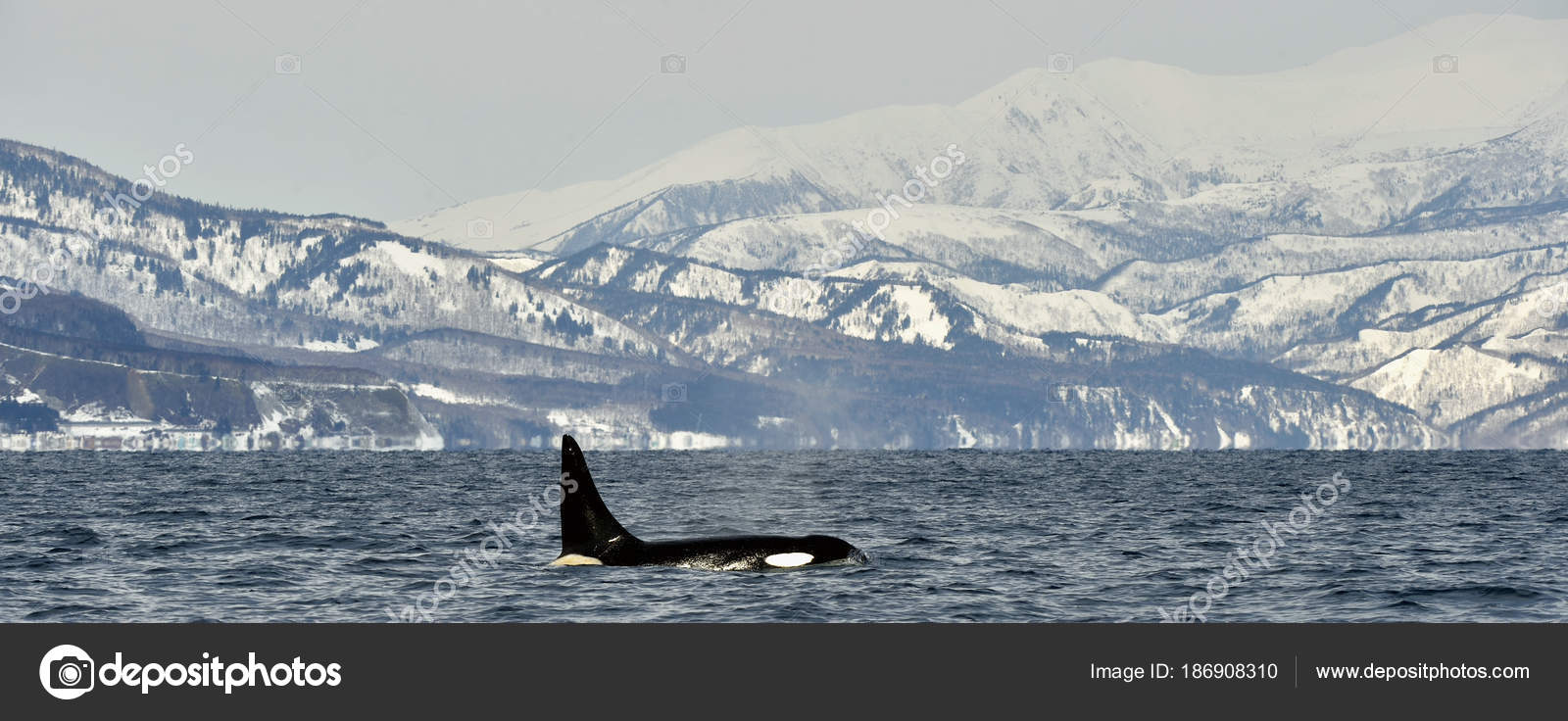 Orca Killer Whale Orcinus Orca Travelling Sea Okhotsk Snow Covered ...