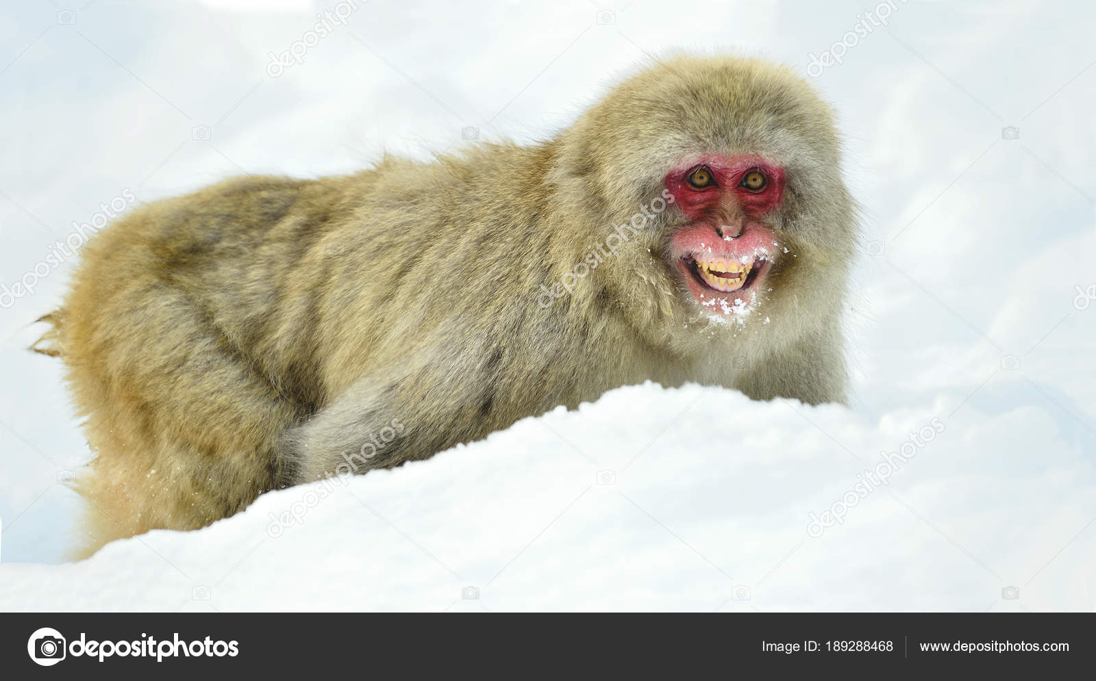 Japanese Macaque Snow
