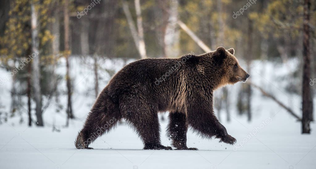 Oso pardo adulto salvaje caminando en la nieve en el bosque de invierno ...