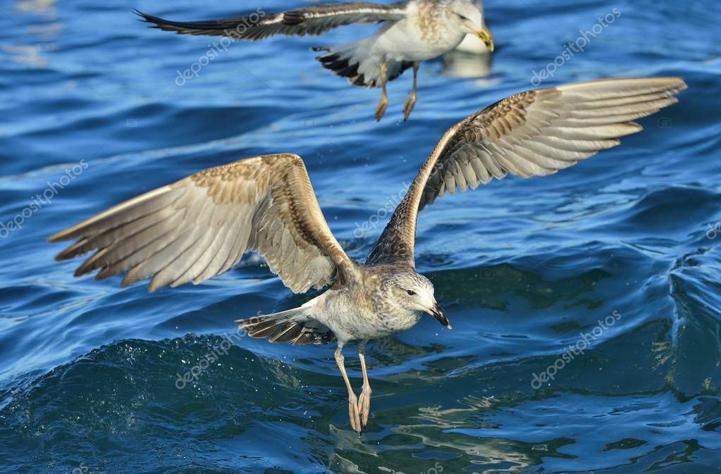 Flying Juvenile Kelp gull (Larus dominicanus), tambi n conocida como la ...