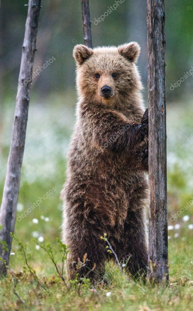 El oso pardo está parado en sus patas traseras junto a un árbol en un ...