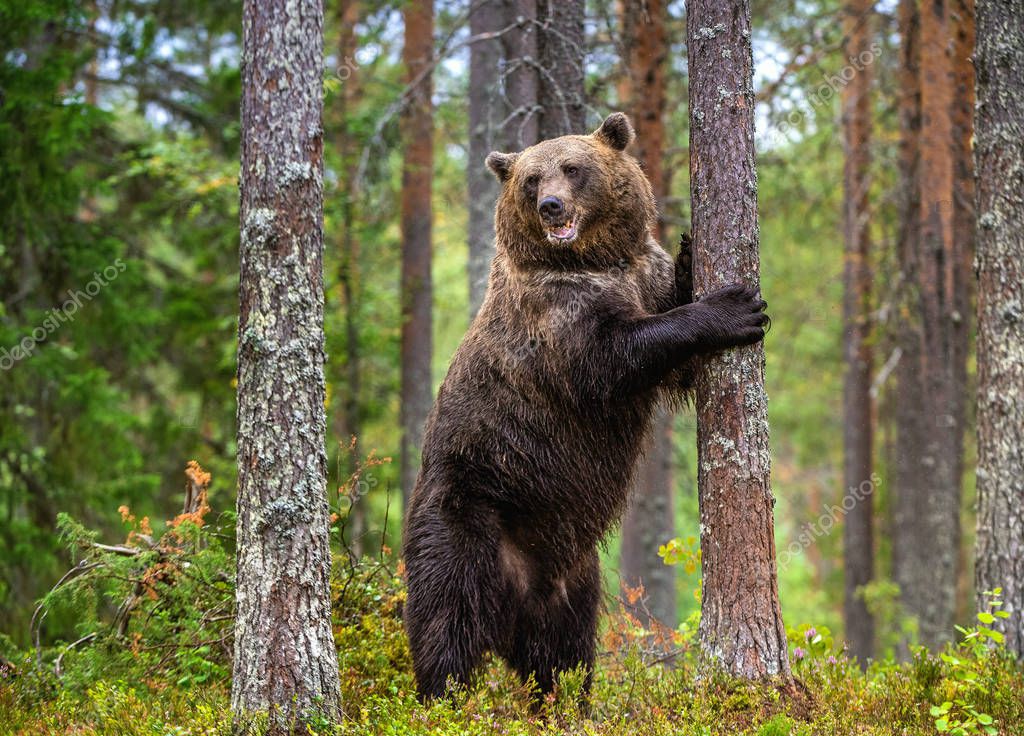 El oso pardo está parado en sus patas traseras junto a un árbol en un ...