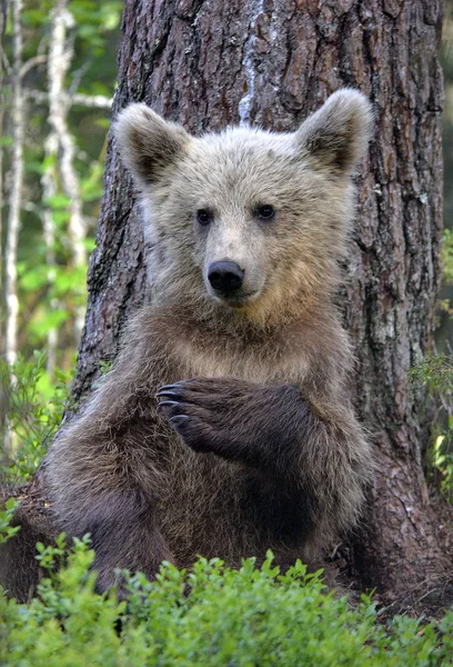 Little bear sits under a pine tree. Cub of Brown Bear in the summer ...
