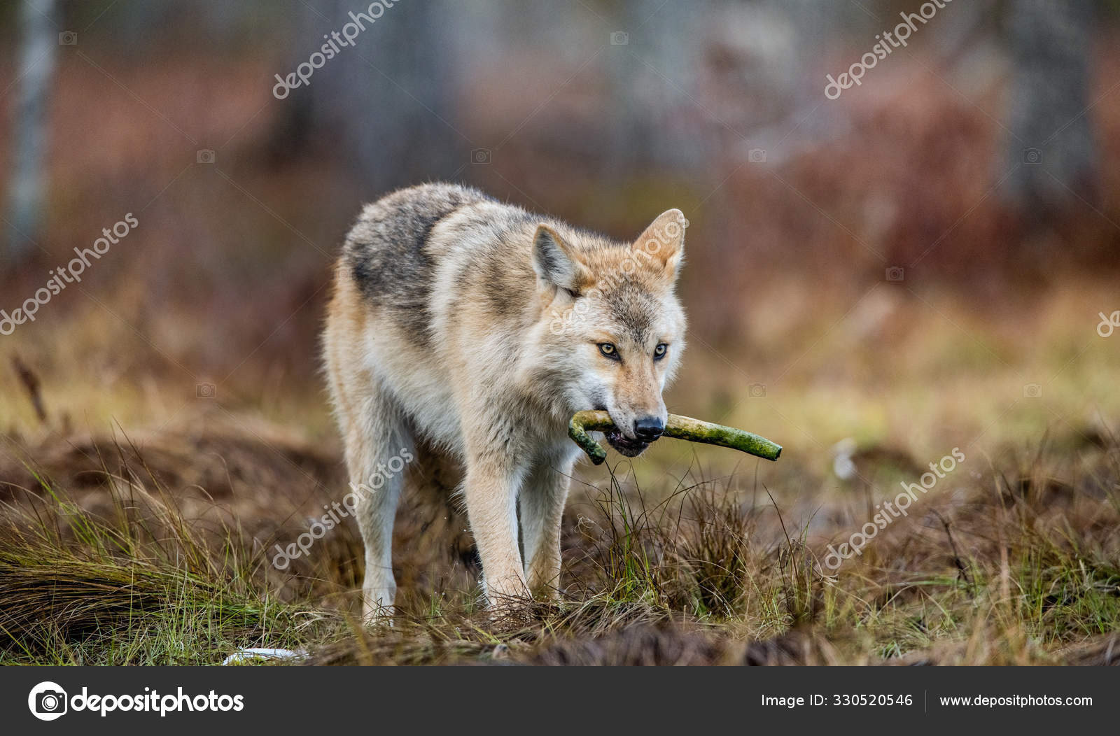 Wolf Holds Bone Its Mouth Walks Forest Eurasian Wolf Also Stock Photo ...