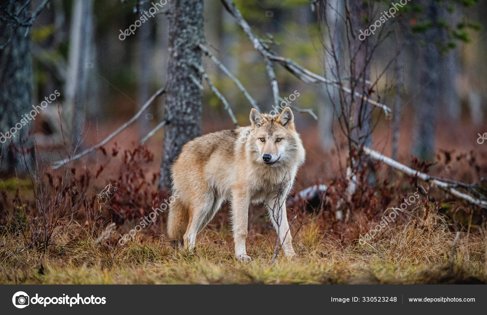 Eurázsiai Farkas Más Néven Szürke Vagy Szürke Farkas Más Néven — Stock ...