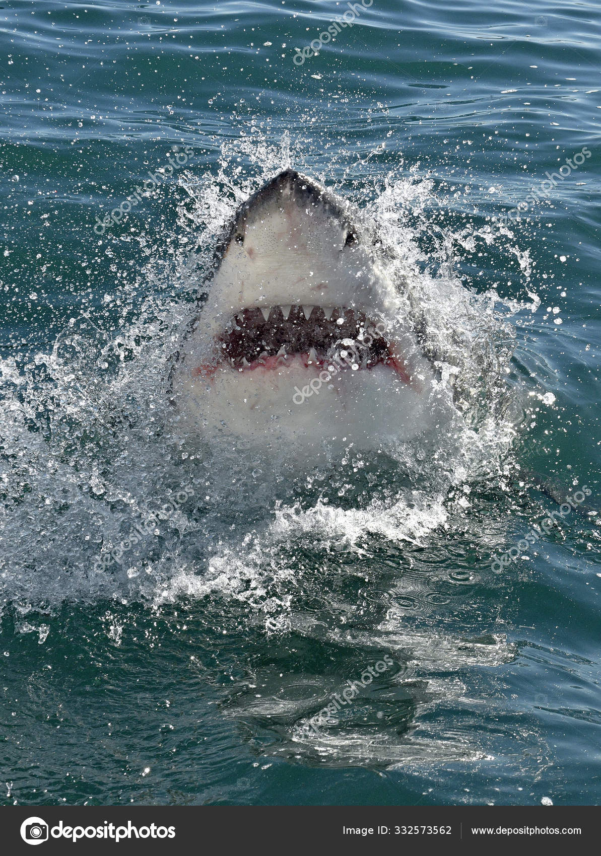 Shark Jumping Out Of Water With Mouth Open