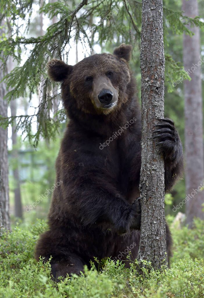 Oso pardo adulto en el bosque. Nombre cient fico: Ursus arctos. H bito ...