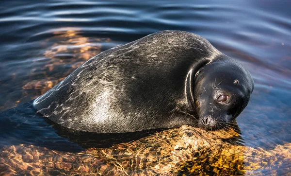 La foca anillada ladoga fotos de stock, imágenes de La foca anillada ...