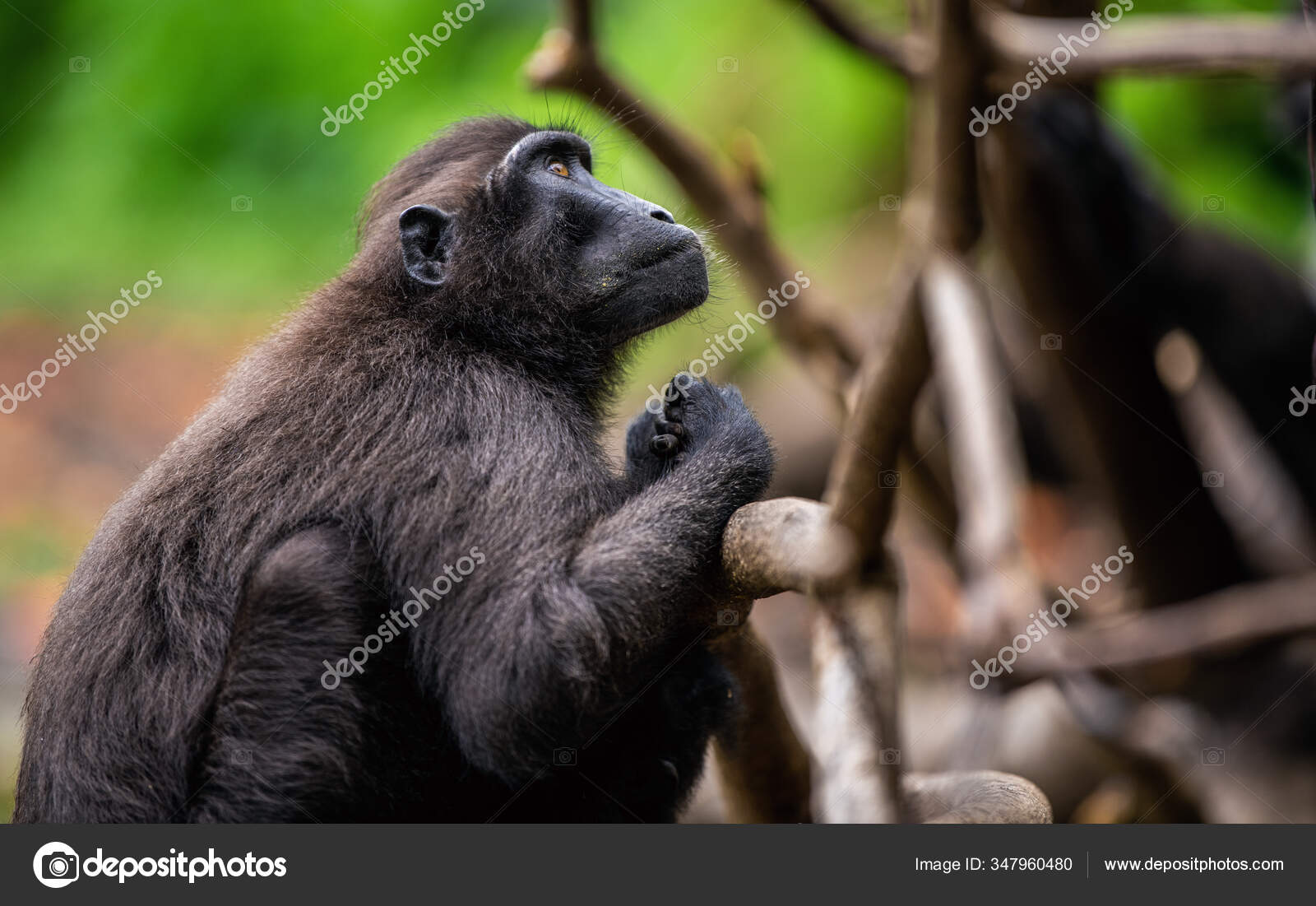 Los Celebes Tienen Cresta Macaco Cerca Vista Lateral Macaco Negro ...