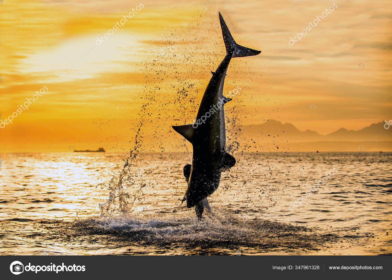Great White Shark Jumping Wallpaper