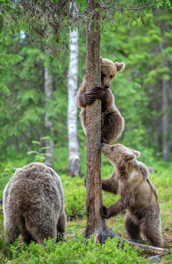 Osa y oso cachorros en el bosque de pinos de verano. Temporada de ...