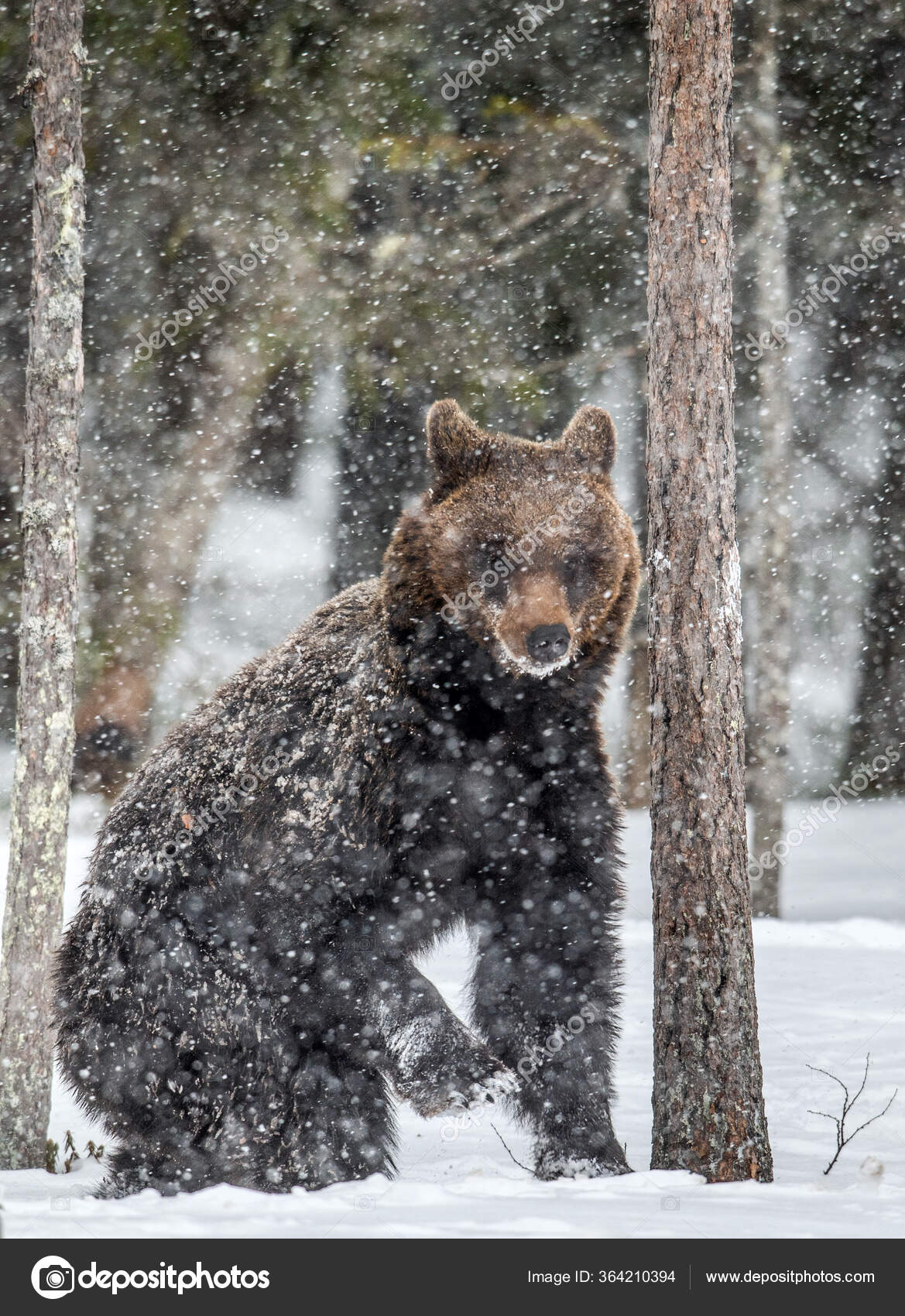 Brown Bear Standing His Hind Legs Snow Winter Forest Snowfall — Stock ...