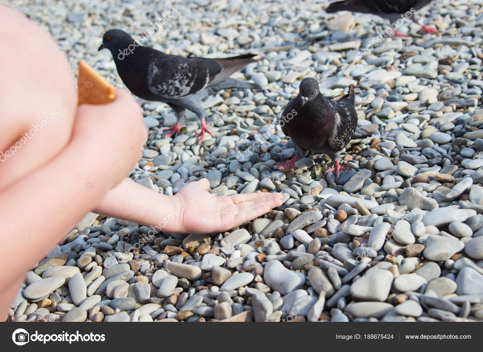 Hand Raising Doves